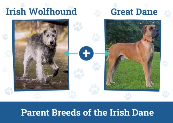 Irish Dane Dog Breed: Info, Pictures, Care & More – Dogster