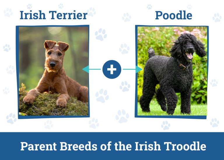 Irish Troodle Dog Breed: Info, Pictures, Care & More – Dogster