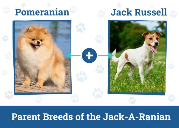 Jack-A-Ranian Dog Breed Guide: Info, Pictures, Care & More – Dogster