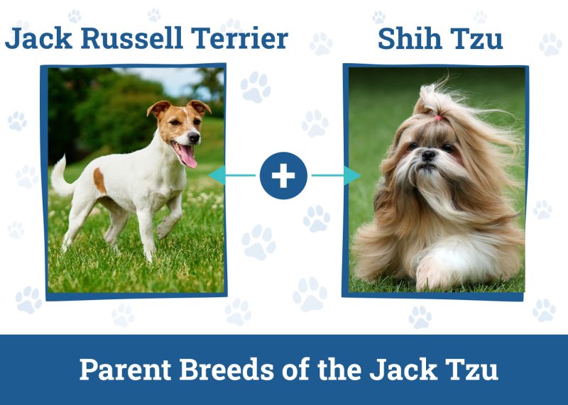Jack Tzu (Jack Russell Terrier & Shih Tzu Mix): Info, Pictures, Care ...