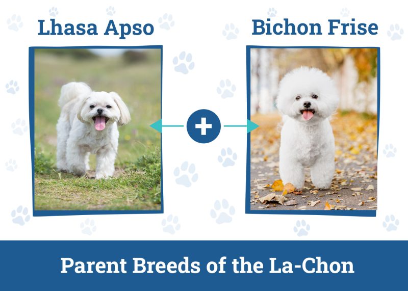 La-Chon Dog Breed Guide: Info, Pictures, Care & More – Dogster