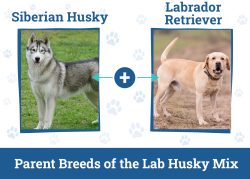 Lab Husky Mix Dog Breed Guide: Info, Pictures, Care & More – Dogster