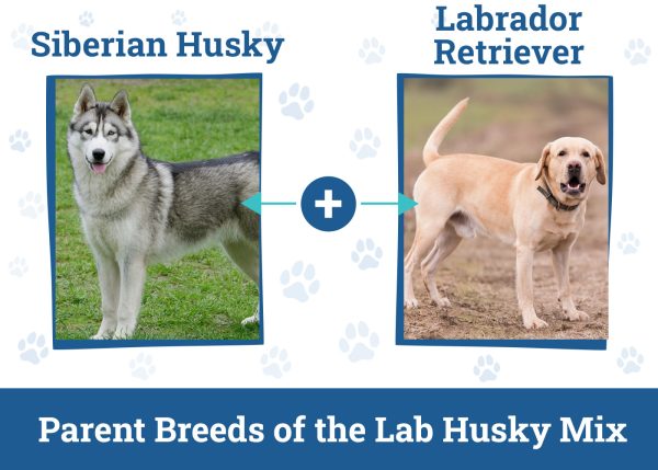 Lab Husky Mix Dog Breed Guide: Info, Pictures, Care & More – Dogster