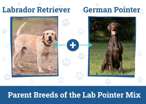 Lab Pointer Mix Dog Breed Guide: Info, Pictures, Care & More – Dogster