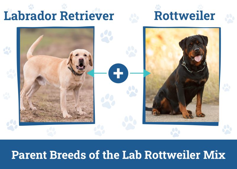 Lab Rottweiler Mix Dog Breed Guide: Info, Pictures & Care – Dogster