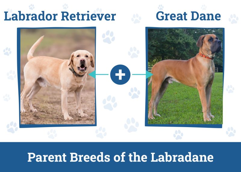 Labradane Dog Breed Guide: Info, Pictures, Care & More – Dogster
