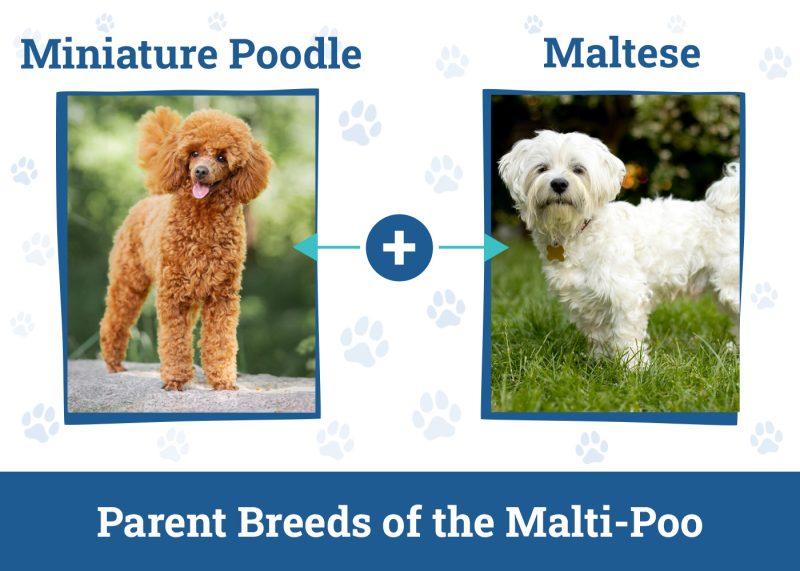 Malti-Poo (Maltese & Miniature Poodle Mix): Info, Pictures, Care & More ...