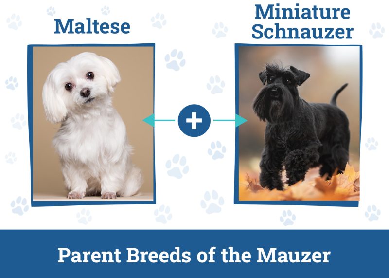 Mauzer (Miniature Schnauzer Maltese Mix) - Info, Pictures, Care & More ...