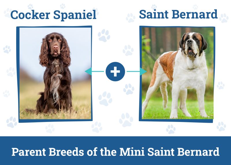 Mini Saint Bernard (Cocker Spaniel & Saint Bernard Mix): Info, Pictures ...