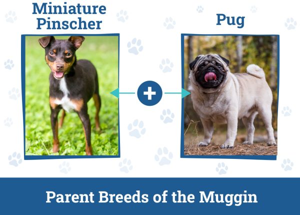 Muggin (Miniature Pinscher & Pug Mix): Info, Pictures & Care – Dogster