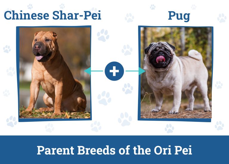 Ori Pei (Chinese Shar-Pei Pug Mix): Info, Pictures, Care & More – Dogster