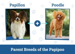 Papipoo (Papillon & Poodle Mix) Dog Breed: Info, Pictures, Care & More ...