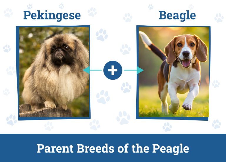 Peagle Dog Breed (Pekingese & Beagle Mix): Info, Pictures, Care Guide ...