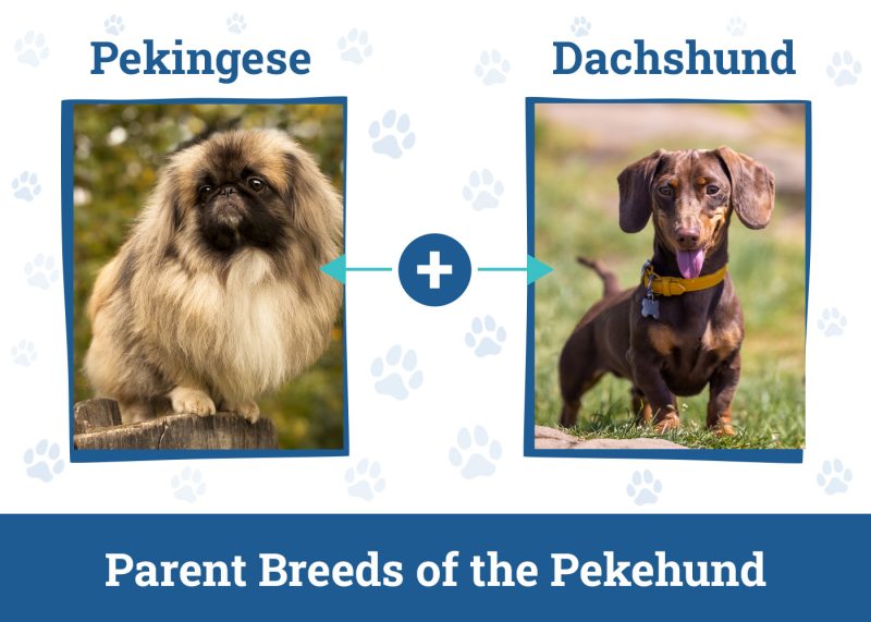 Pekehund (Dachshund & Pekingese Mix): Info, Pictures, Care & Traits ...