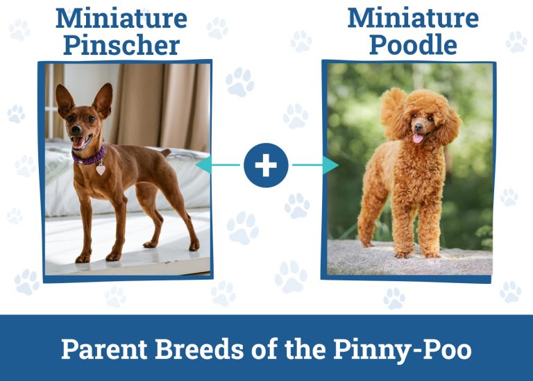 Pinny-Poo (Miniature Pinscher & Miniature Poodle Mix): Info, Pictures ...