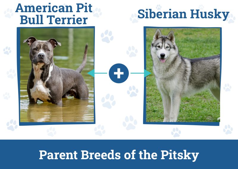 Pitsky (Pitbull & Siberian Husky Mix): Info, Pictures & Care Guide ...
