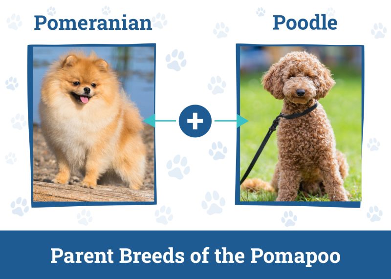 Pomapoo (Pomeranian & Poodle Mix) Dog Breed: Info, Pictures & Care ...