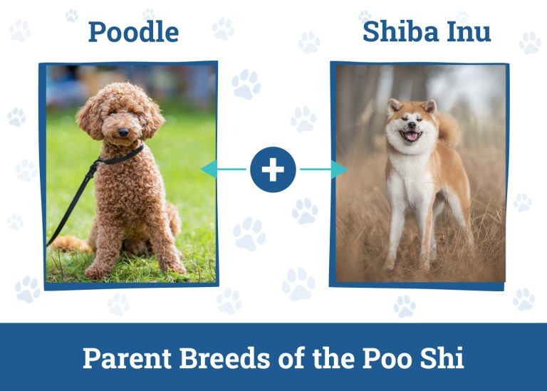 Poo Shi (Poodle & Shiba Inu Mix) Dog Breed: Info, Pictures & Care – Dogster