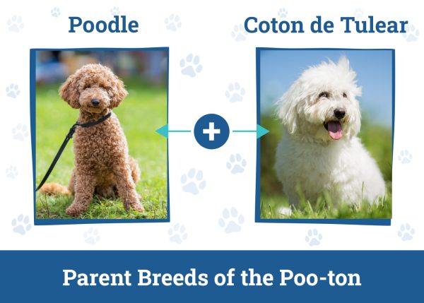 Poo-ton (Poodle & Coton de Tulear Mix) Dog Breed: Info, Pictures & Care ...