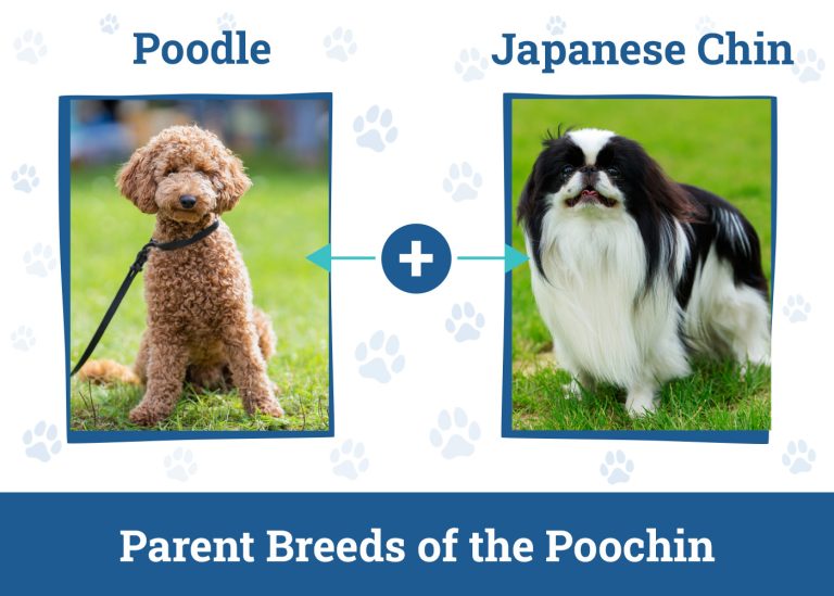Poochin Dog Breed Guide: Info, Pictures & Care – Dogster