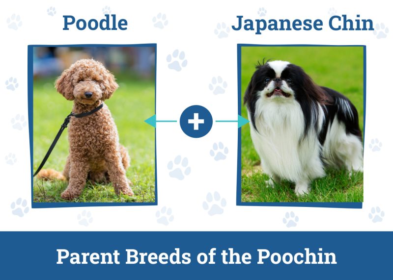 Poochin Dog Breed Guide: Info, Pictures & Care – Dogster