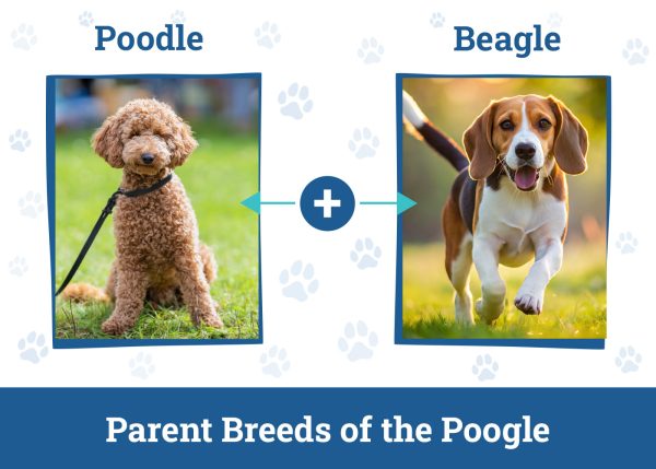 Poogle (Poodle & Beagle Mix) Dog Breed: Info, Pictures & Care – Dogster