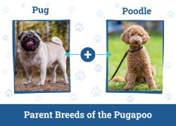 Pugapoo Dog Breed Guide: Info, Pictures & Care – Dogster