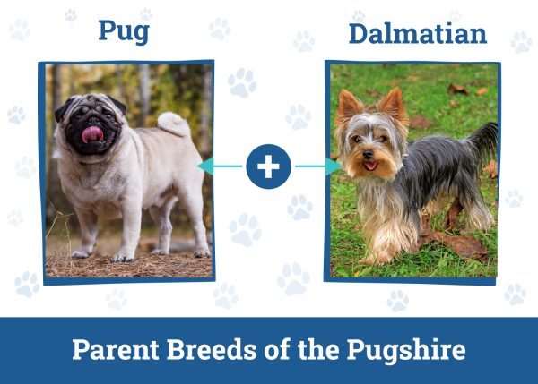Pugshire (Pug & Yorkshire Terrier Mix) Dog Breed: Info, Pictures & Care ...