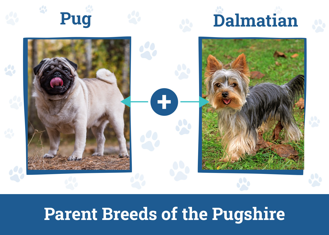 Pugshire (Pug & Yorkshire Terrier Mix) Dog Breed: Info, Pictures & Care ...