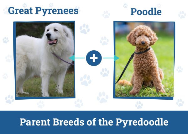 Pyredoodle (Great Pyrenees & Poodle Mix) Dog Breed: Info, Pictures ...