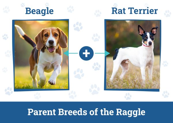 Raggle (Beagle & Rat Terrier Mix) Dog Breed: Info, Pictures & Care ...