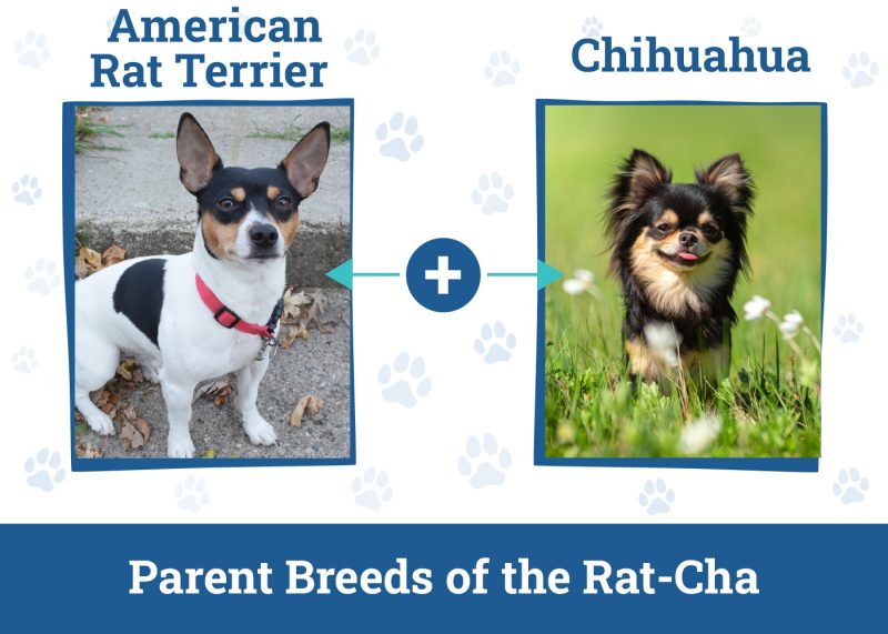Rat-Cha Dog Breed: Info, Pictures, Temperament & Care Guide – Dogster