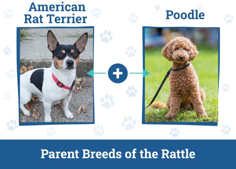 Rattle Dog Breed: Info, Pictures, Care & More – Dogster