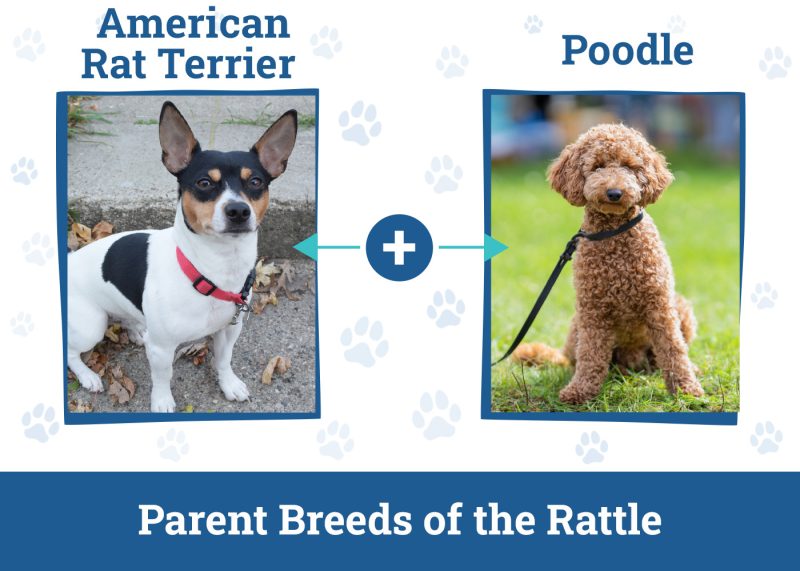 Rattle Dog Breed: Info, Pictures, Care & More – Dogster