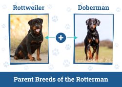 Rotterman Dog Breed Guide: Info, Pictures, Care & More – Dogster
