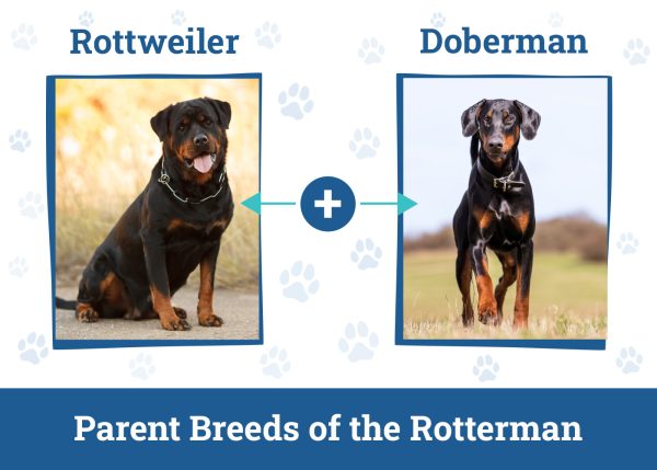 Rotterman Dog Breed Guide: Info, Pictures, Care & More – Dogster