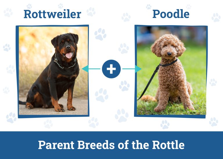 Rottle (Rottweiler & Poodle Mix) Dog Breed: Info, Pictures & Care – Dogster