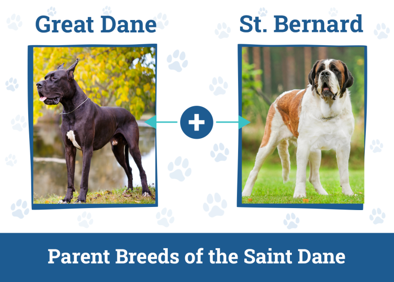 Saint Dane (Great Dane & Saint Bernard Mix) Dog Breed: Info, Pictures ...