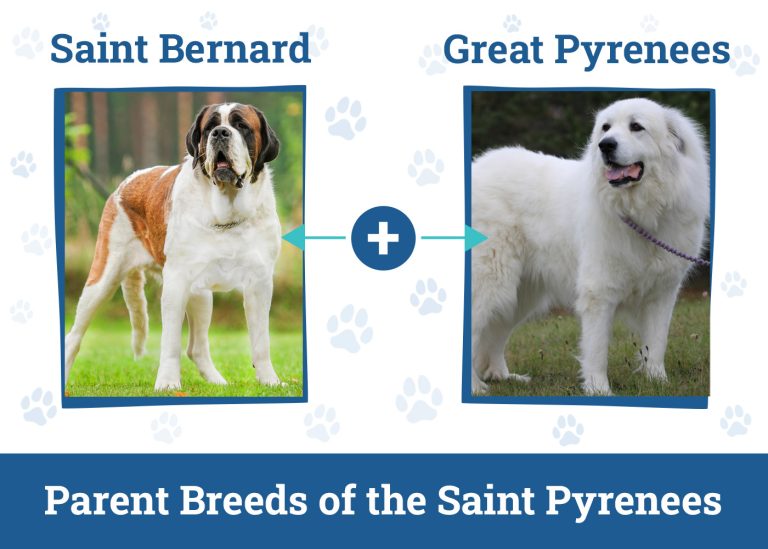 Saint Pyrenees (Saint Bernard & Great Pyrenees Mix): Info, Pictures ...