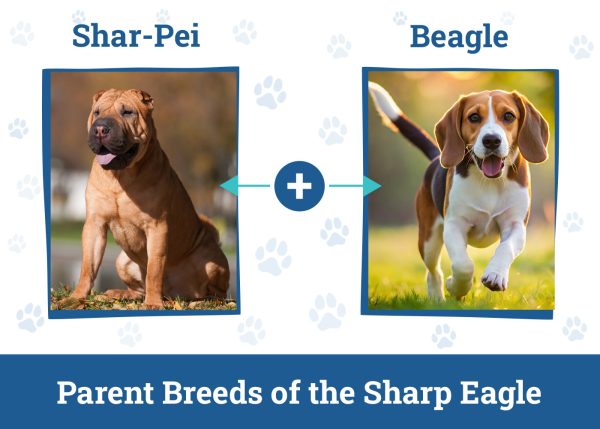 Sharp Eagle (Shar-Pei & Beagle Mix) Dog Breed: Info, Pictures, Care ...