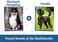 Sheltidoodle Dog Breed: Info, Pictures, Care & Traits – Dogster