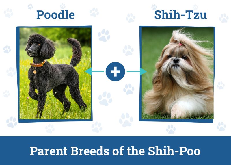 Shih-Poo (Shih Tzu & Poodle Mix): Info, Pictures, Care & More – Dogster