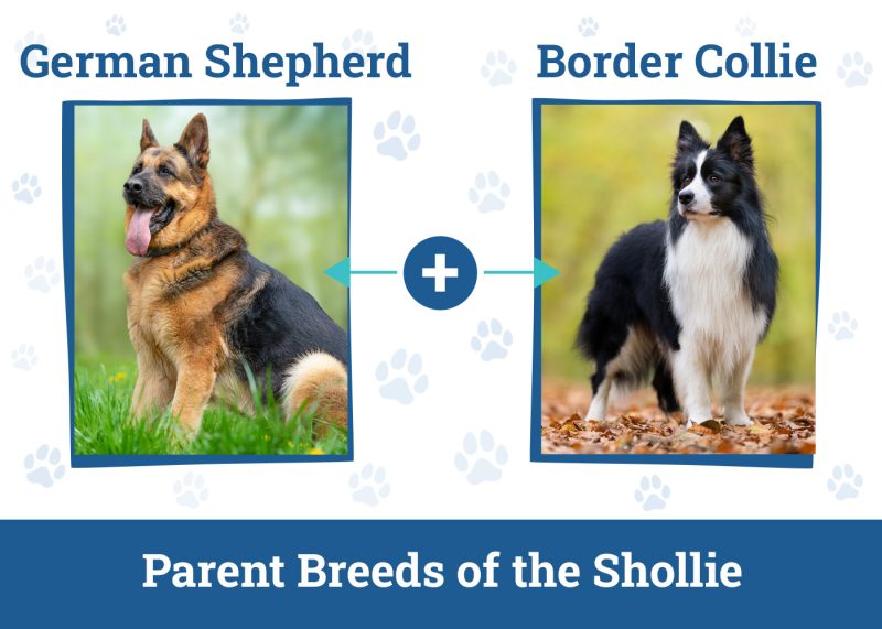 Shollie (German Shepherd & Border Collie Mix): Info, Pictures, & Care ...