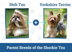Shorkie Tzu (Yorkie & Shih Tzu Mix): Info, Pictures, Care & More – Dogster