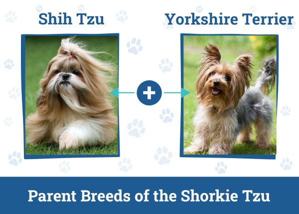 Shorkie Tzu (Yorkie & Shih Tzu Mix): Info, Pictures, Care & More – Dogster