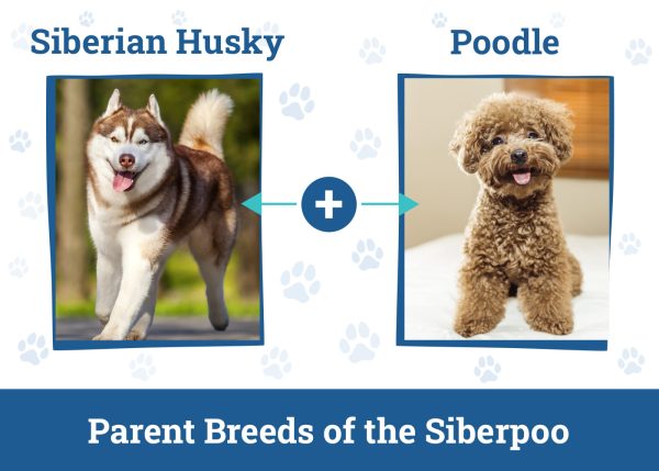 Siberpoo (Siberian Husky & Poodle Mix) Dog Breed: Info, Pictures, Care ...