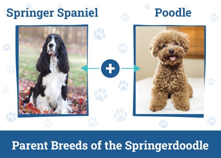 Springerdoodle Dog Breed: Info, Pictures, Care & More – Dogster