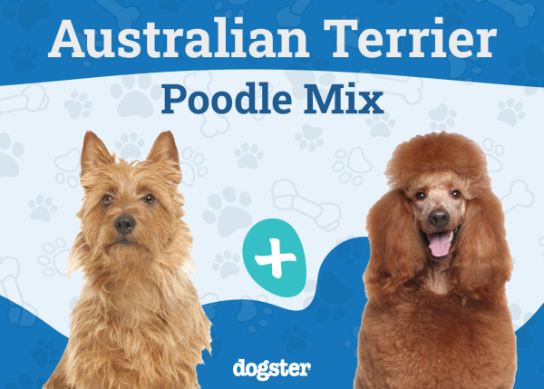Terri-Poo (Australian Terrier & Poodle Mix): Info, Pictures, Care ...