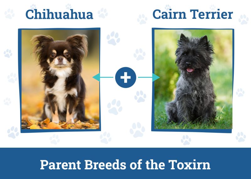 Toxirn (Chihuahua & Carin Terrier Mix): Info, Pictures, Care & More ...