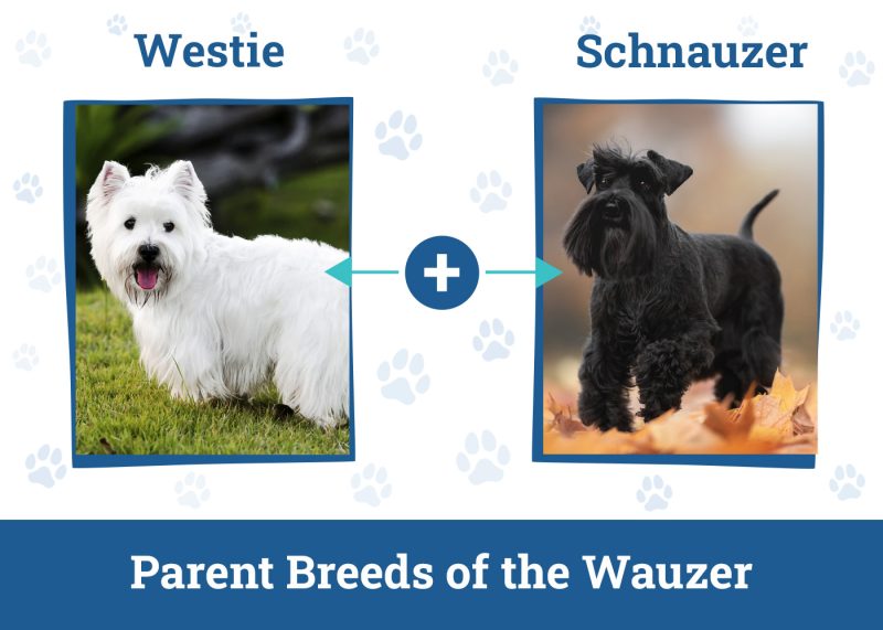 Wauzer Dog Breed: Info, Pictures, Care Guide, Temperament & Traits ...